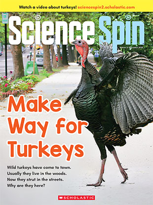 Make Way for Turkeys